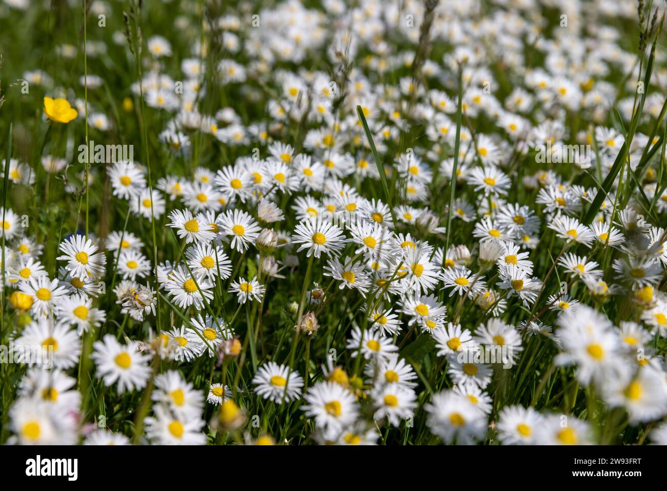 white daisy flowers in the park in spring, a beautiful clearing with ...