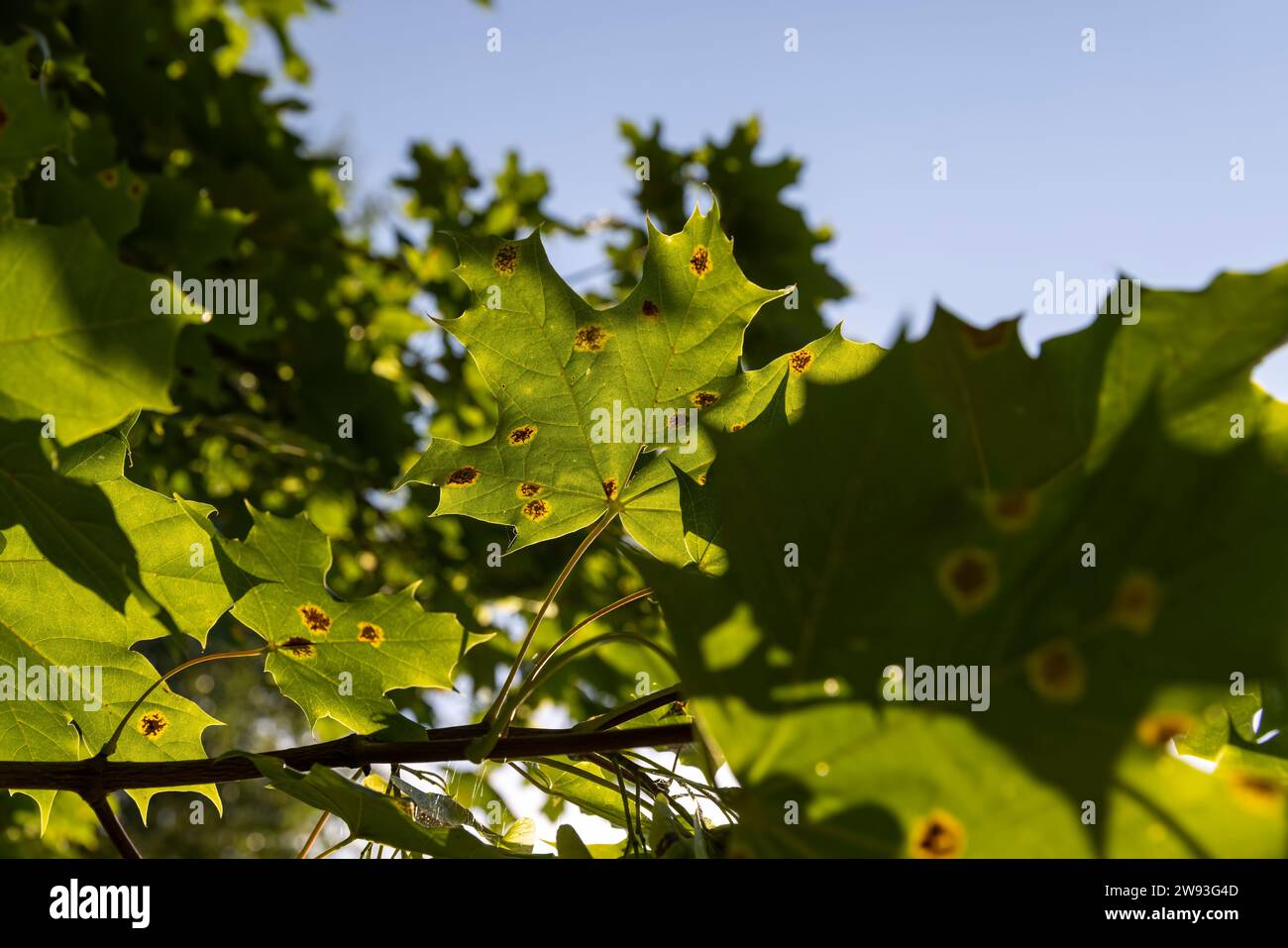 Deciduous trees with green foliage in summer, old trees with foliage in ...