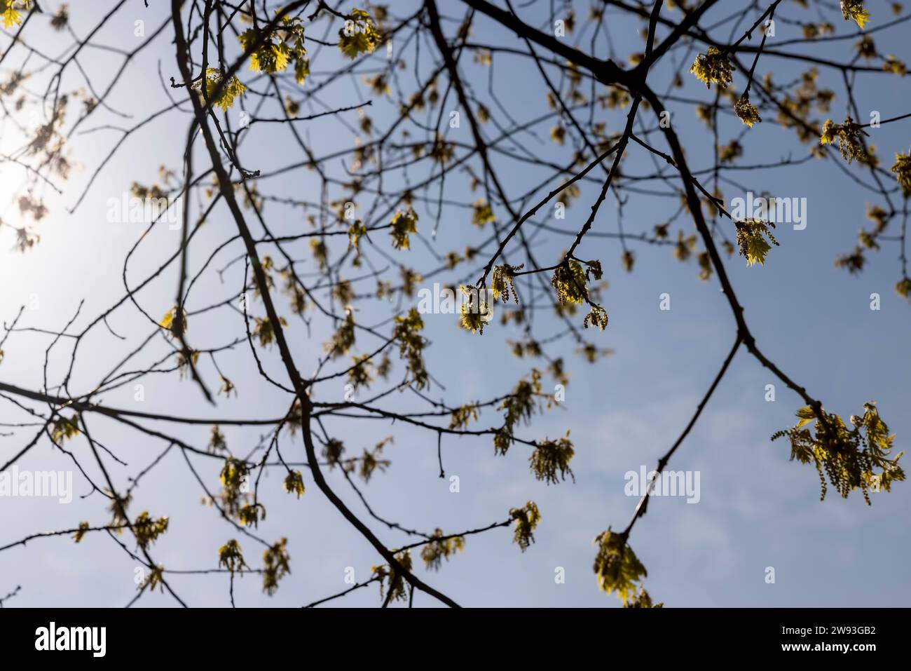 a flowering maple tree in the spring season, a spring park with maples ...