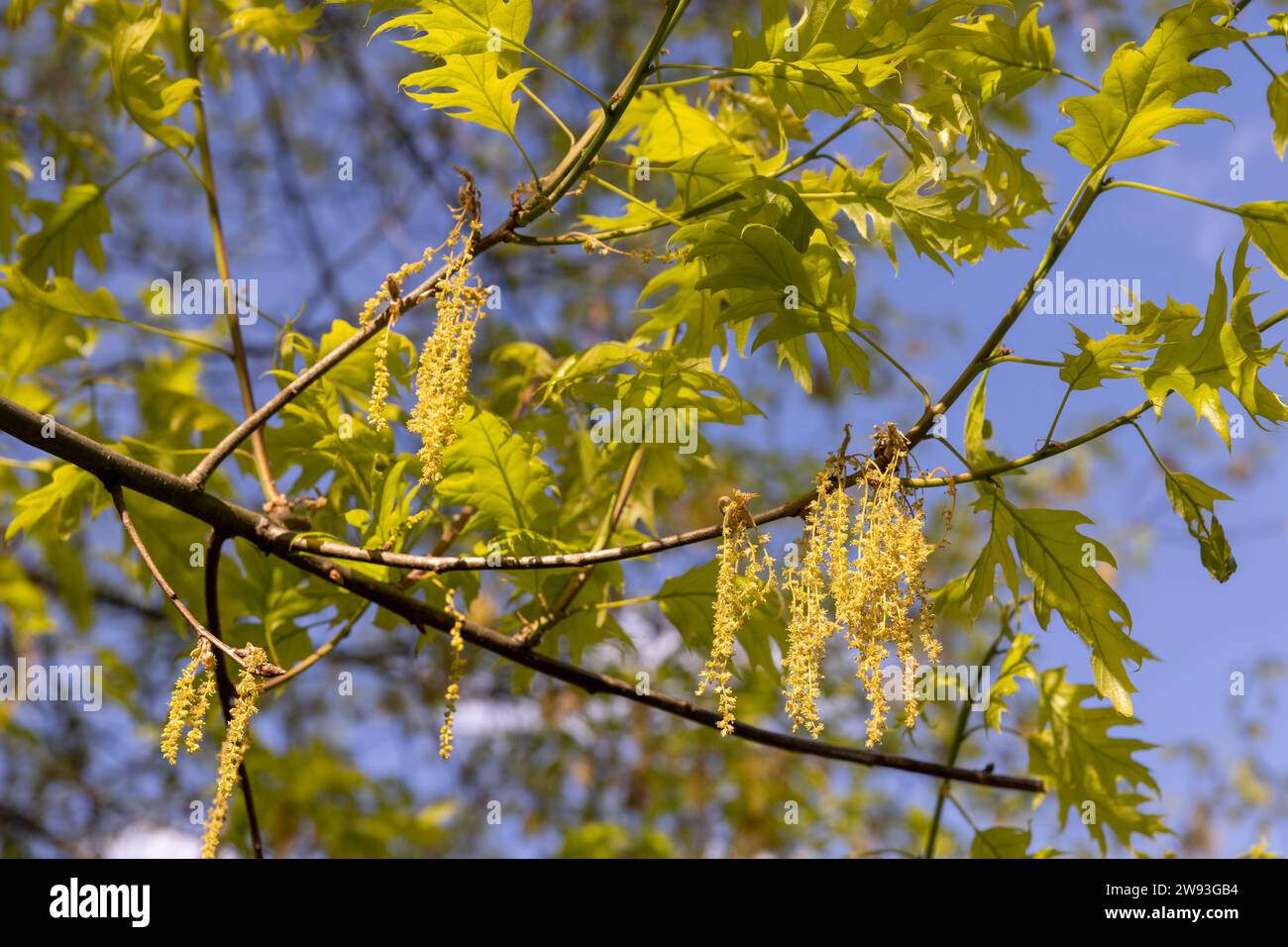 oak foliage and flowers in the spring season, sunny bright weather and ...