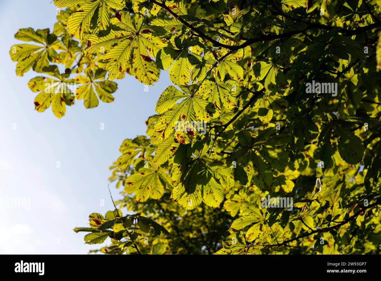 Deciduous trees with green foliage in summer, old trees with foliage in ...