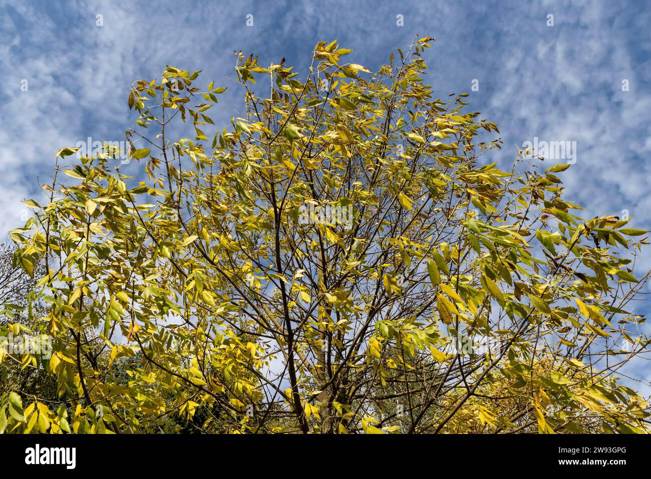 yellowing foliage on ash trees in autumn weather, ash tree during the ...