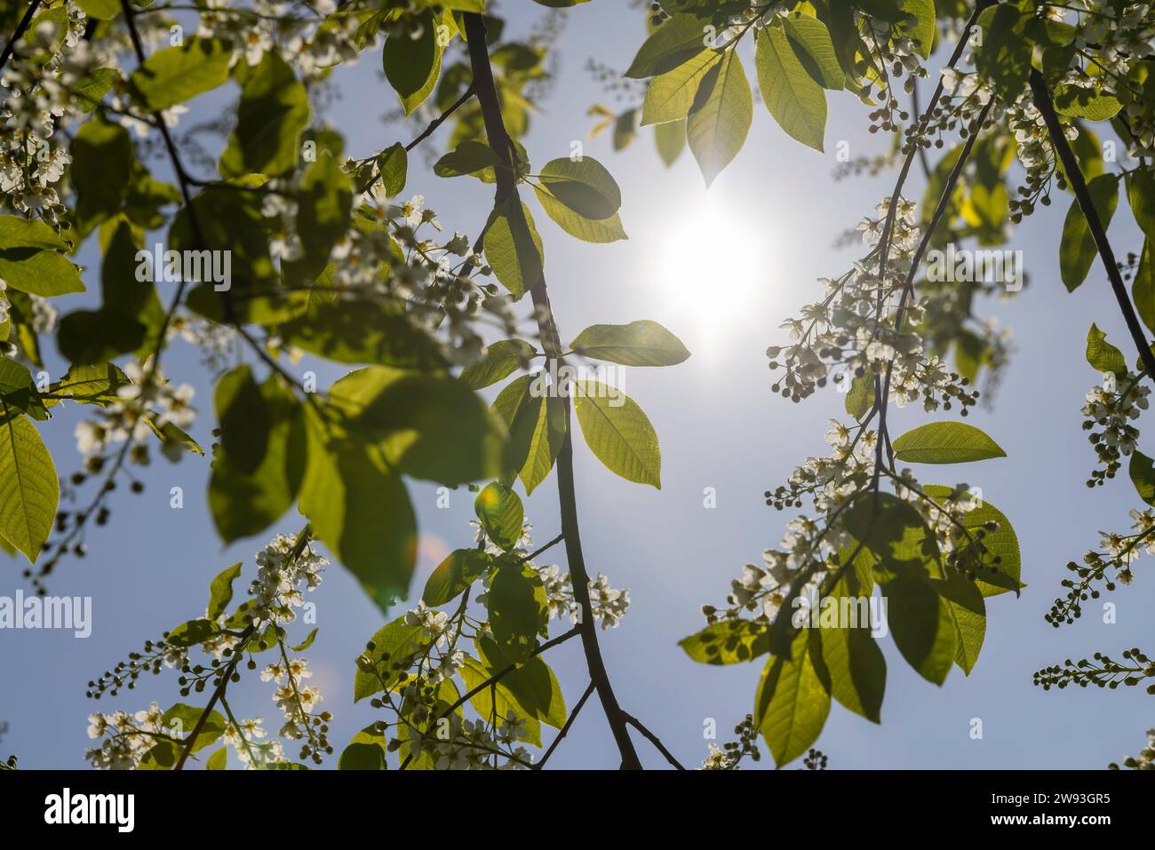 a flowering cherry tree in the spring season, a spring park with cherry ...