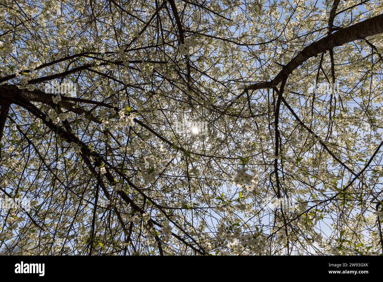 cherry blossom tree in spring, spring garden with cherry blossoms in ...