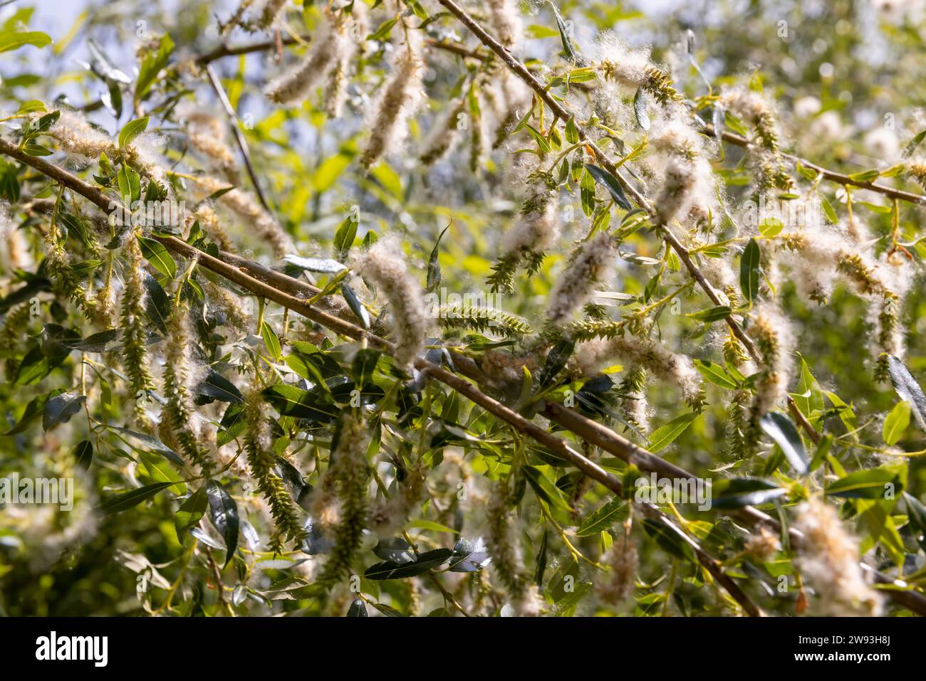light white fluff from willow in spring, willow during flowering with a ...