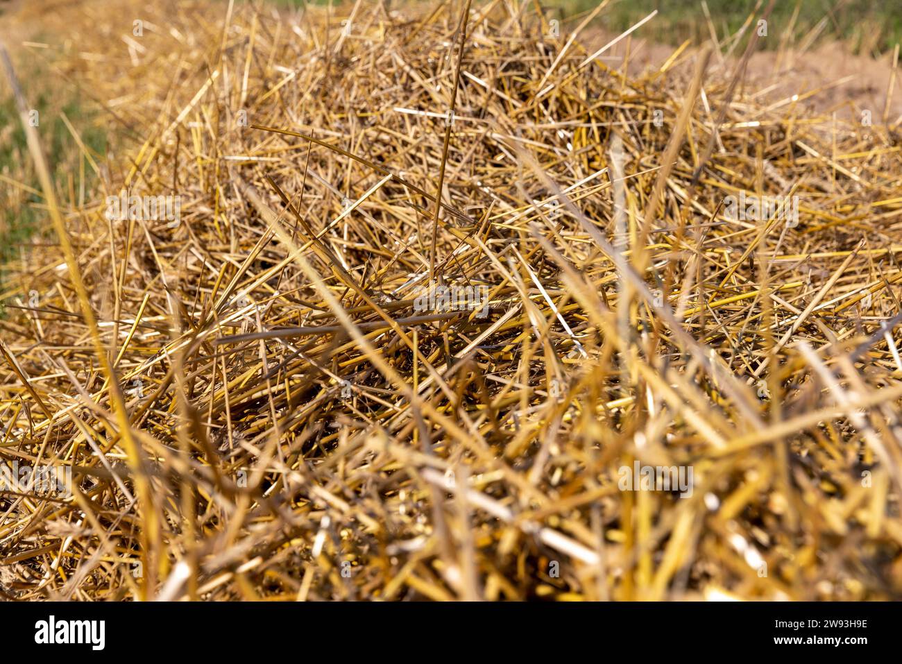 An agricultural field on which wheat straw remains after the grain ...