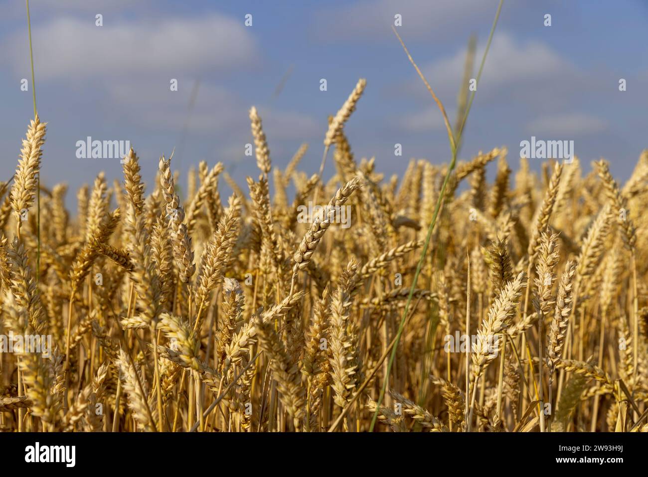 rye field with grain harvest on hot summer days, dry sunny weather ...