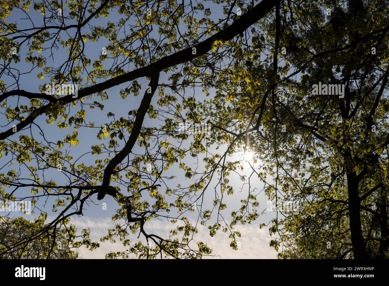 green foliage on a maple tree in spring bloom, beautiful green-tinged ...
