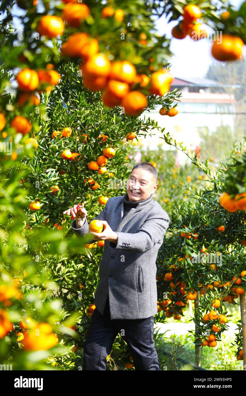 CHONGQING, CHINA - DECEMBER 23, 2023 - A tourist picks up ponkan at a ...