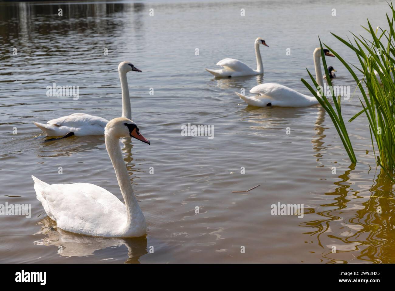 Swans swimming in the lake in early summer, white adult swans feed in ...