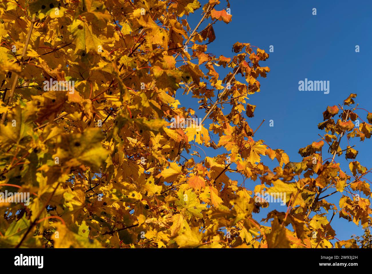 Maple foliage that has changed color in autumn, drying maple foliage in ...