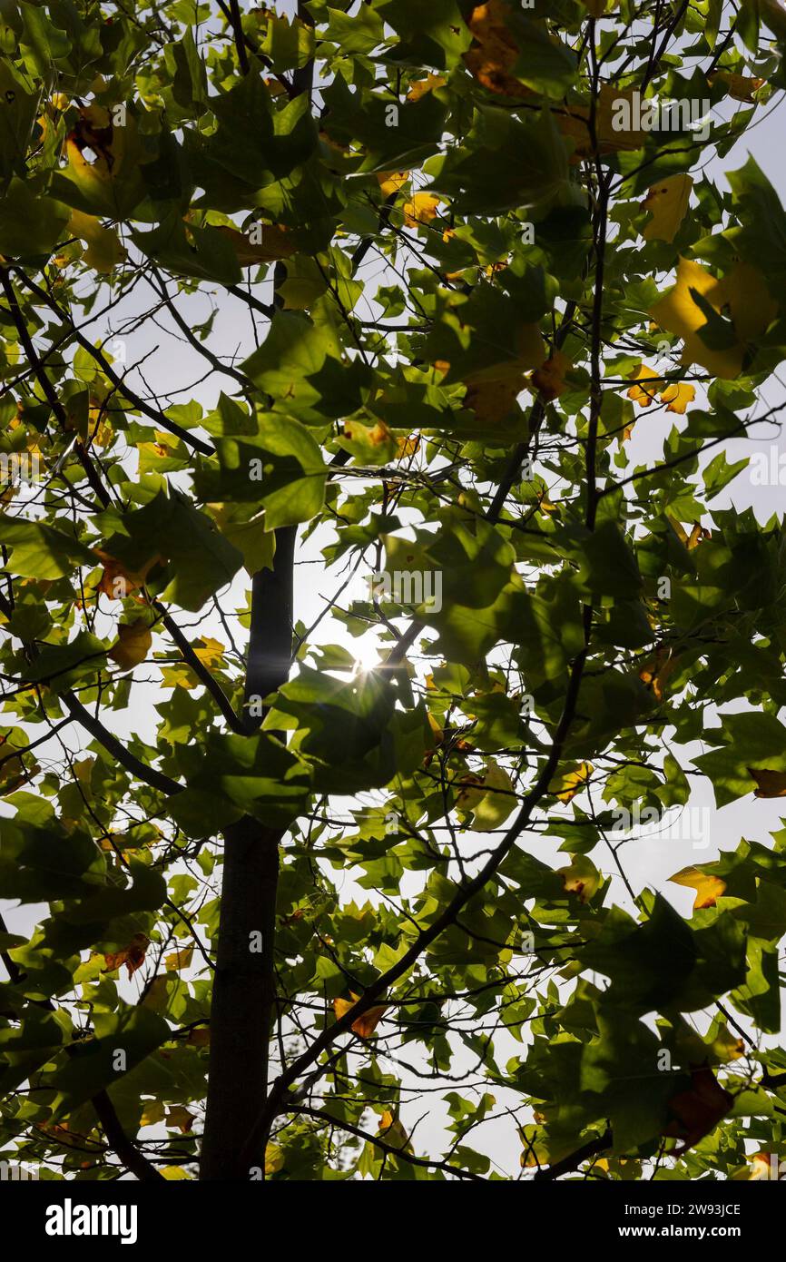 The yellowing foliage of the tulip tree in the autumn season, the ...