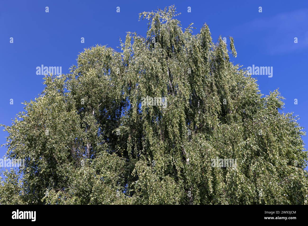 Deciduous trees with green foliage in summer, old trees with foliage in ...