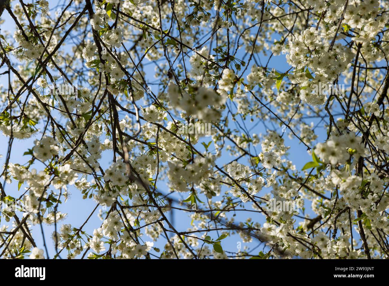 cherry blossom tree in spring, spring garden with cherry blossoms in ...