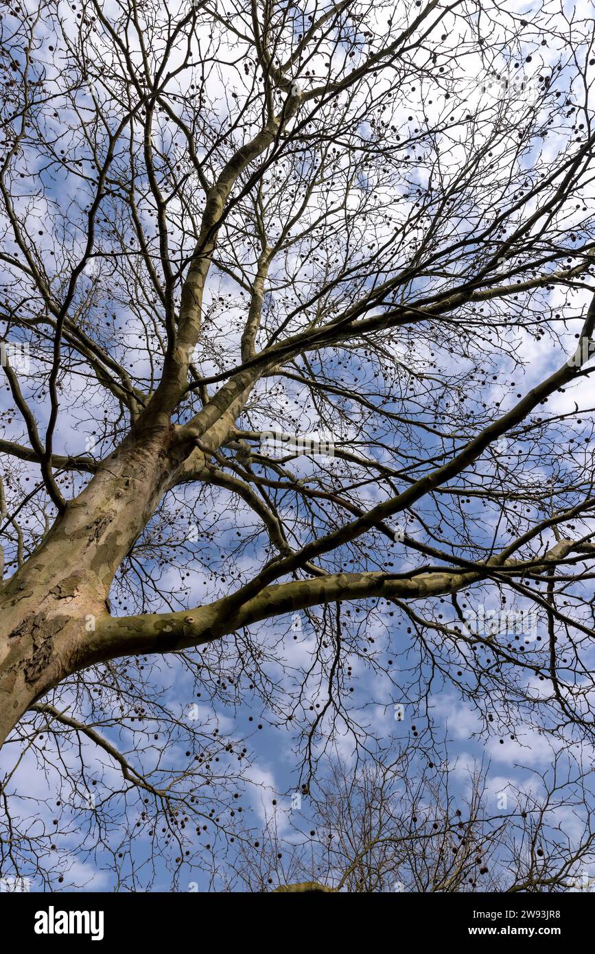 a tall sycamore tree with branches without foliage, a sycamore tree ...