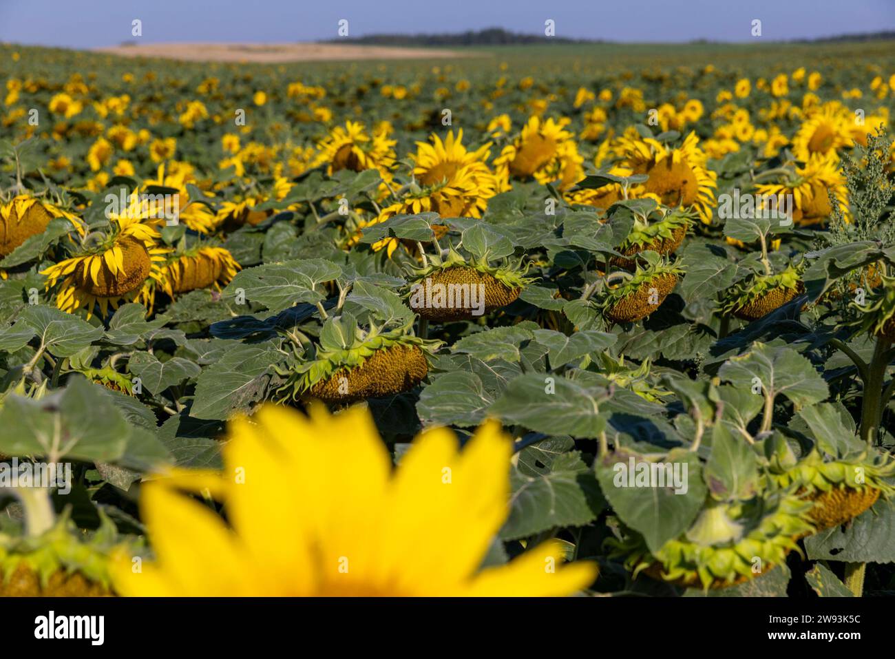 Blooming field with sunflowers at the end of summer, field with ...