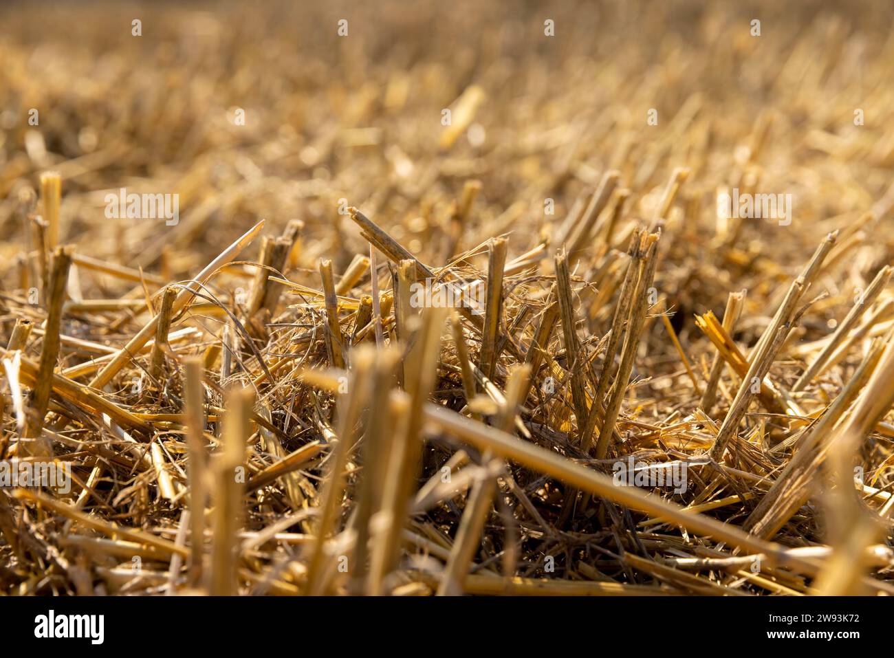 stubble that remains after the harvest of cereals, wheat golden and ...
