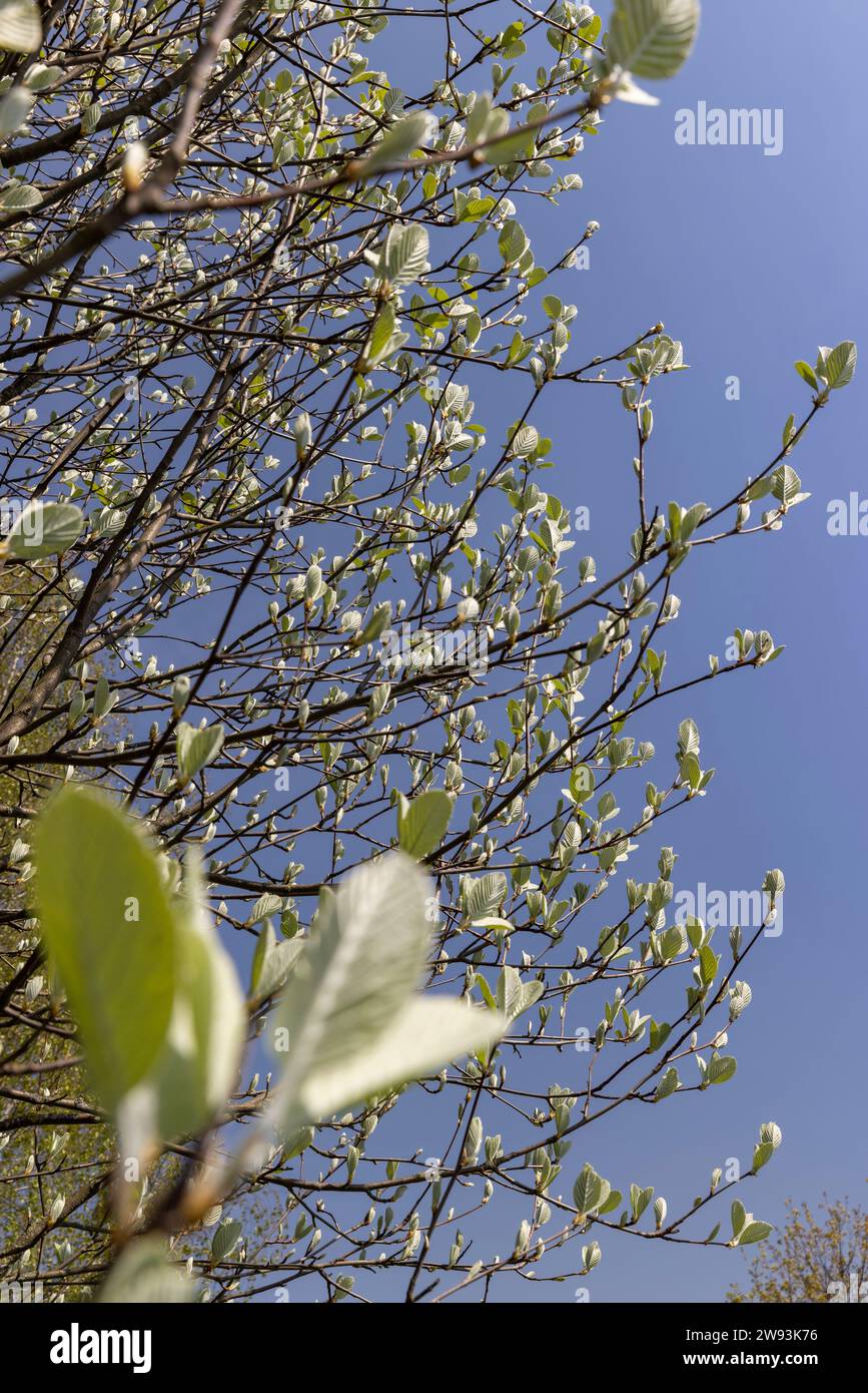 rowan tree with the first foliage in the spring park , the first rowan ...