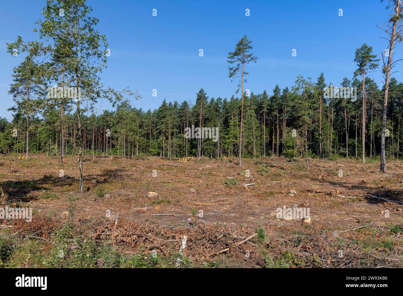 Deforestation for timber harvesting, timber harvesting in the forest ...