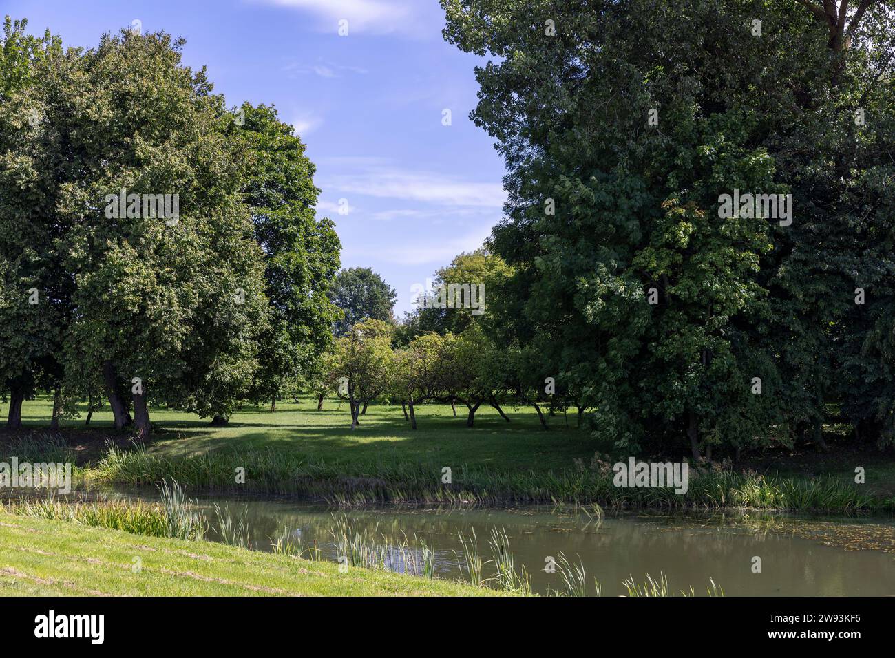 an old abandoned swamp with dirty water, muddy swamp water and plants ...