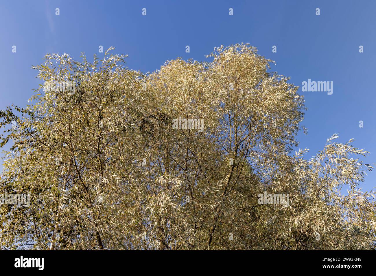 willow tree in the autumn season with foliage changing color, changing ...