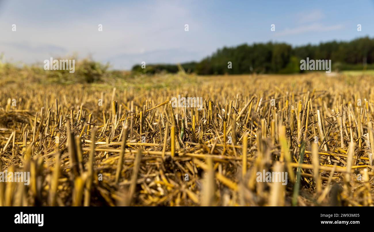stubble that remains after the harvest of cereals, wheat golden and ...