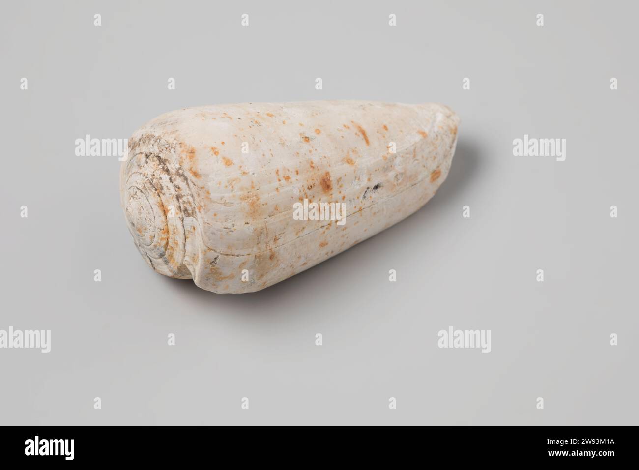 Conus magnus shell from the wreck of the Dutch East India ship Witte ...