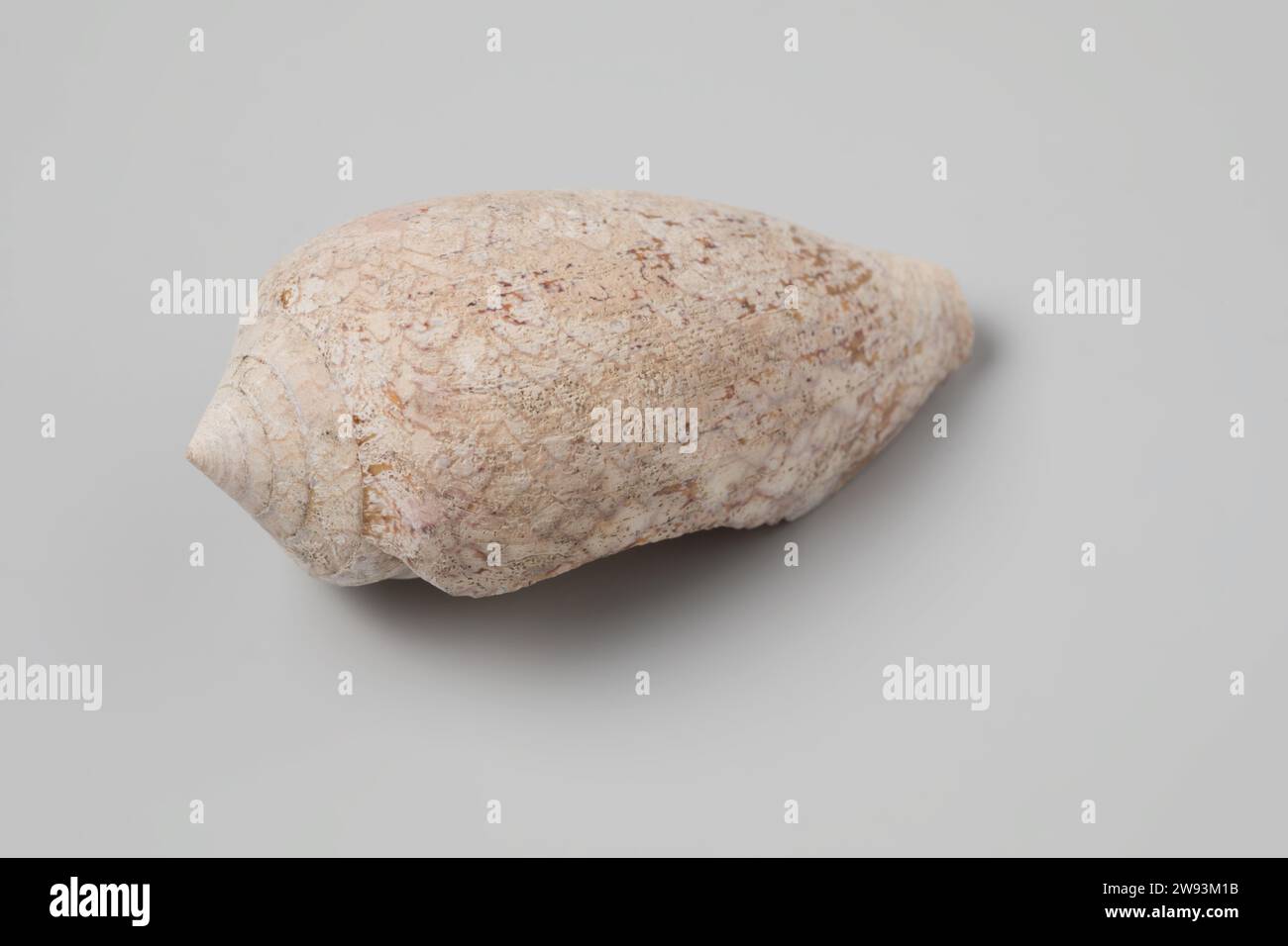 Conus textile shell from the wreck of the Dutch East India ship Witte Leeuw, before 1613 Shell ...