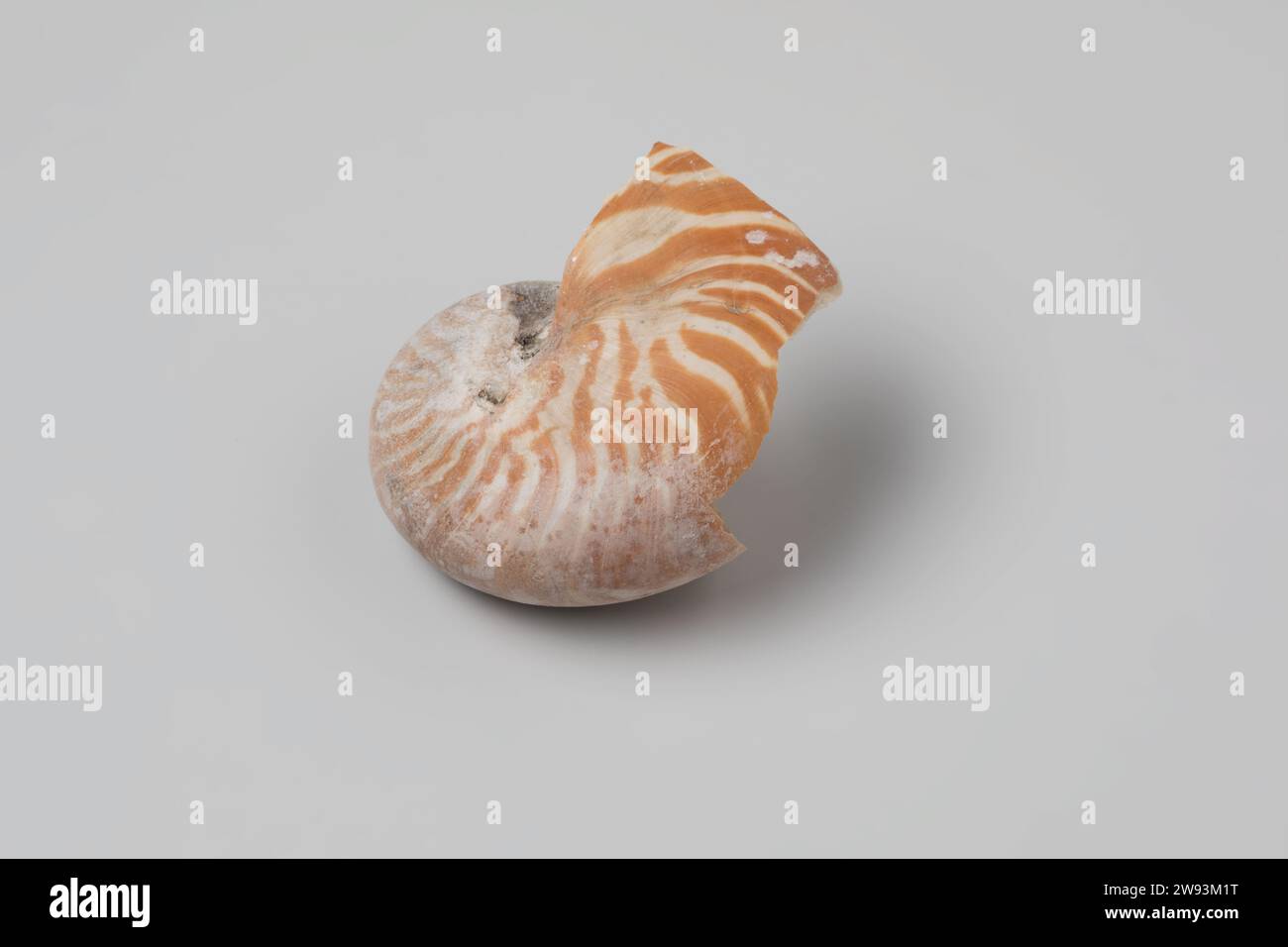 Nautilus pompilius shell from the wreck of the Dutch East India ship ...