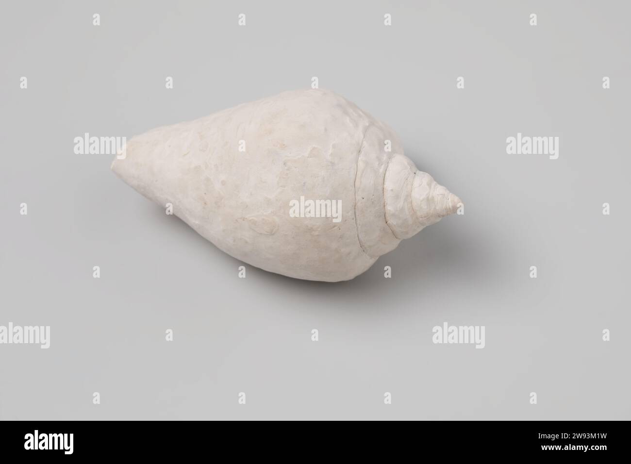 Strombus canarium shell from the wreck of the Dutch East India ship ...