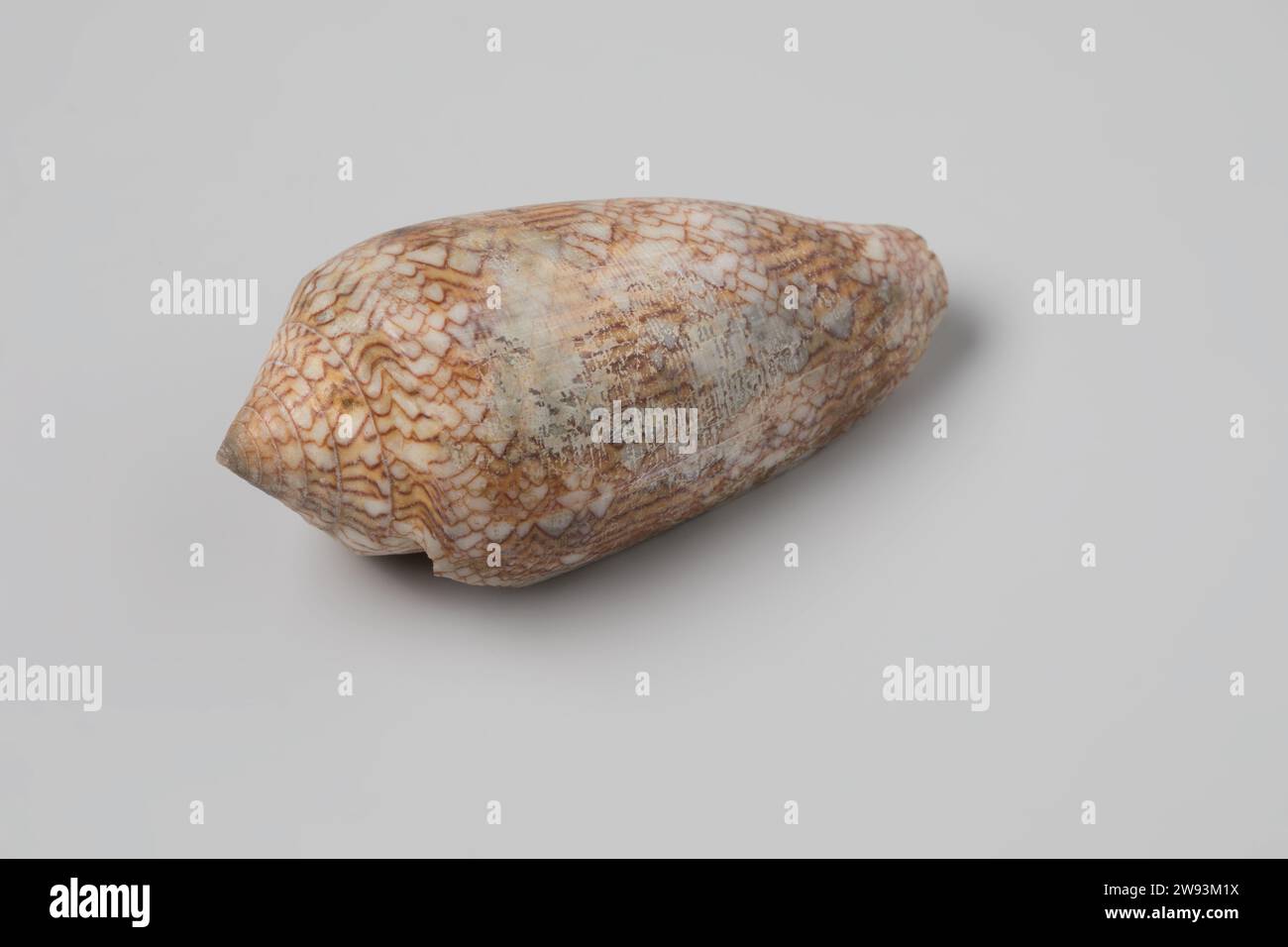 Conus textile shell from the wreck of the Dutch East India ship Witte ...