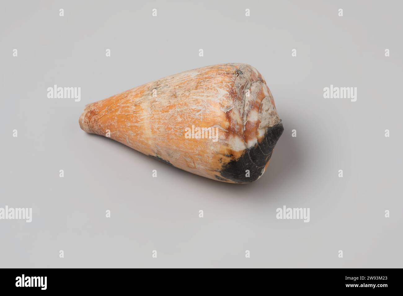 Conus vexillum shell from the wreck of the Dutch East India ship Witte ...