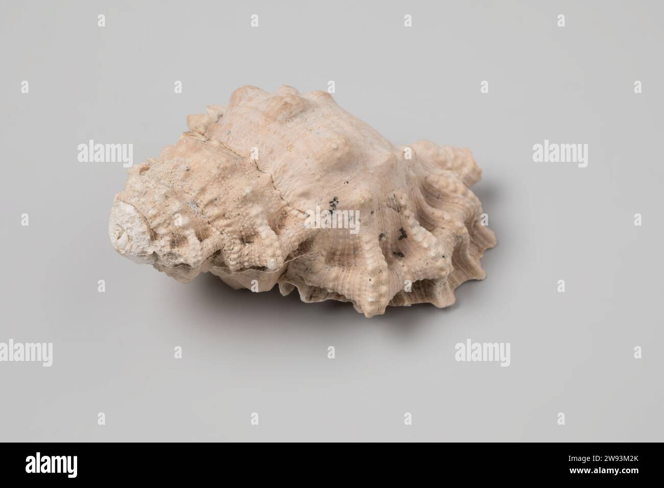 Shell, possibly a Bursa rubeta, from the wreck of the Dutch East India ...