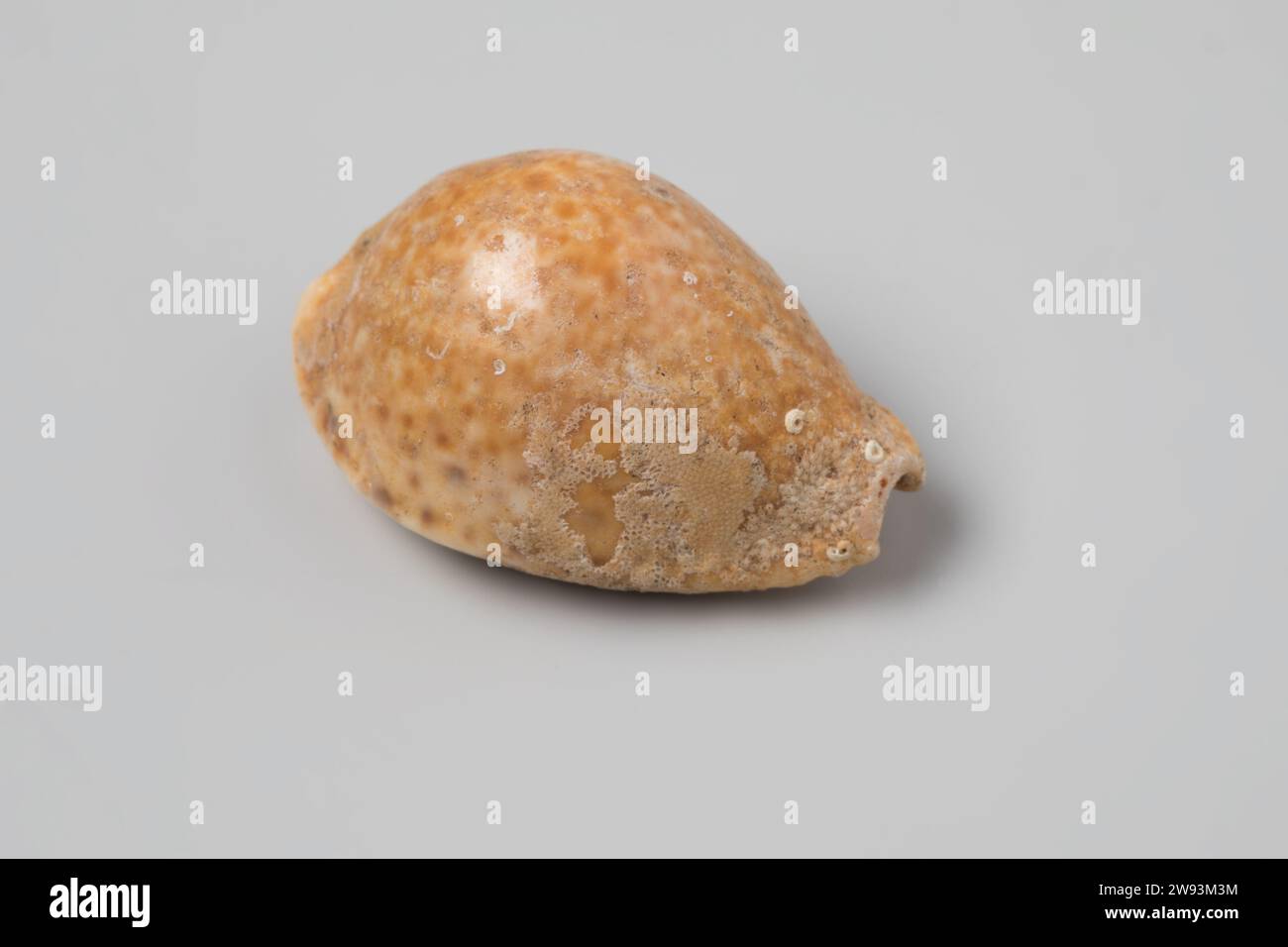 Erosaria spurca shell from the wreck of the Dutch East India ship Witte ...