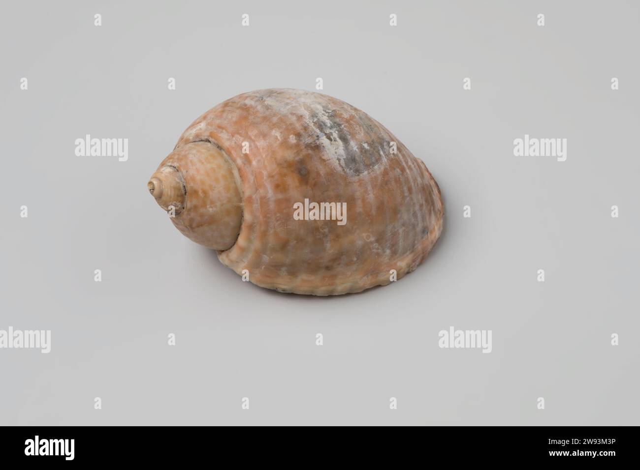 Tonna perdix shell from the wreck of the Dutch East India ship Witte ...