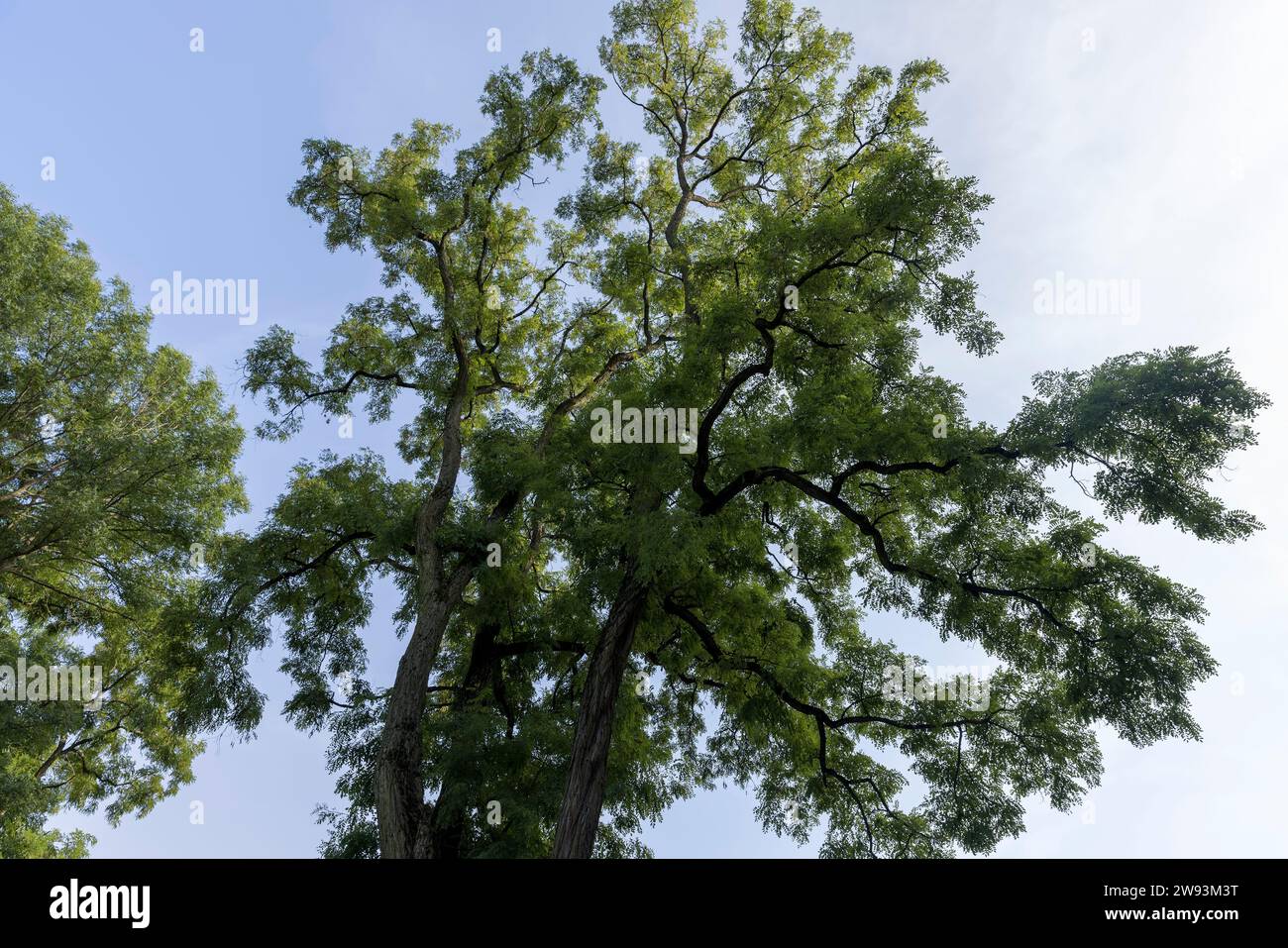 Different trees growing together in the forest, sunny summer weather in ...