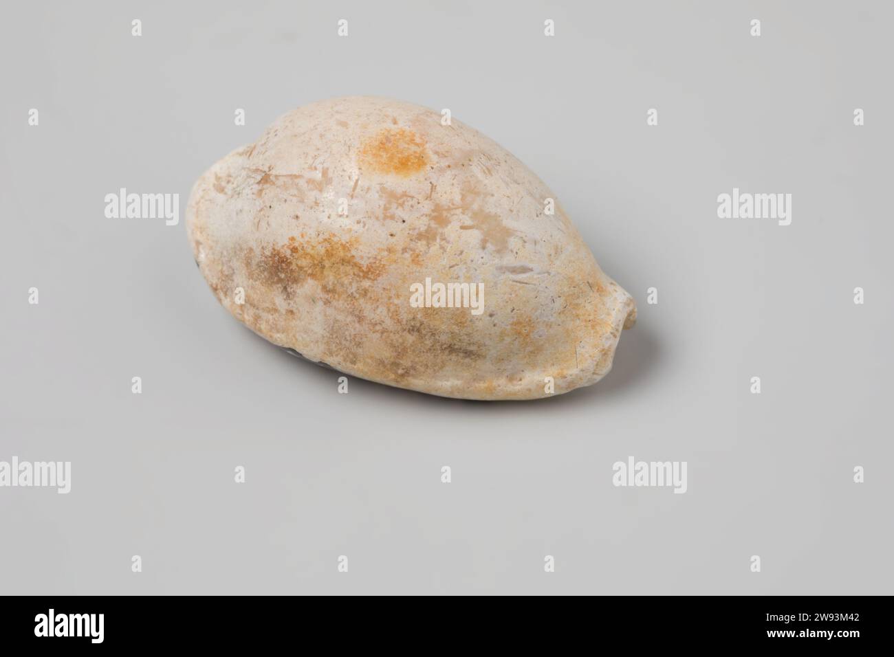 Erosaria spurca shell from the wreck of the Dutch East India ship Witte ...