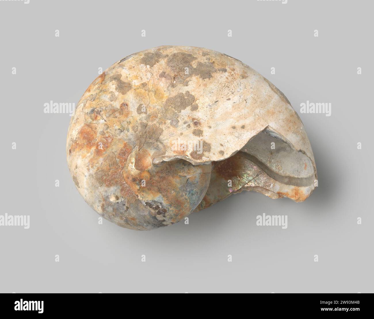 Nautilus pompilius shell from the wreck of the Dutch East India ship ...