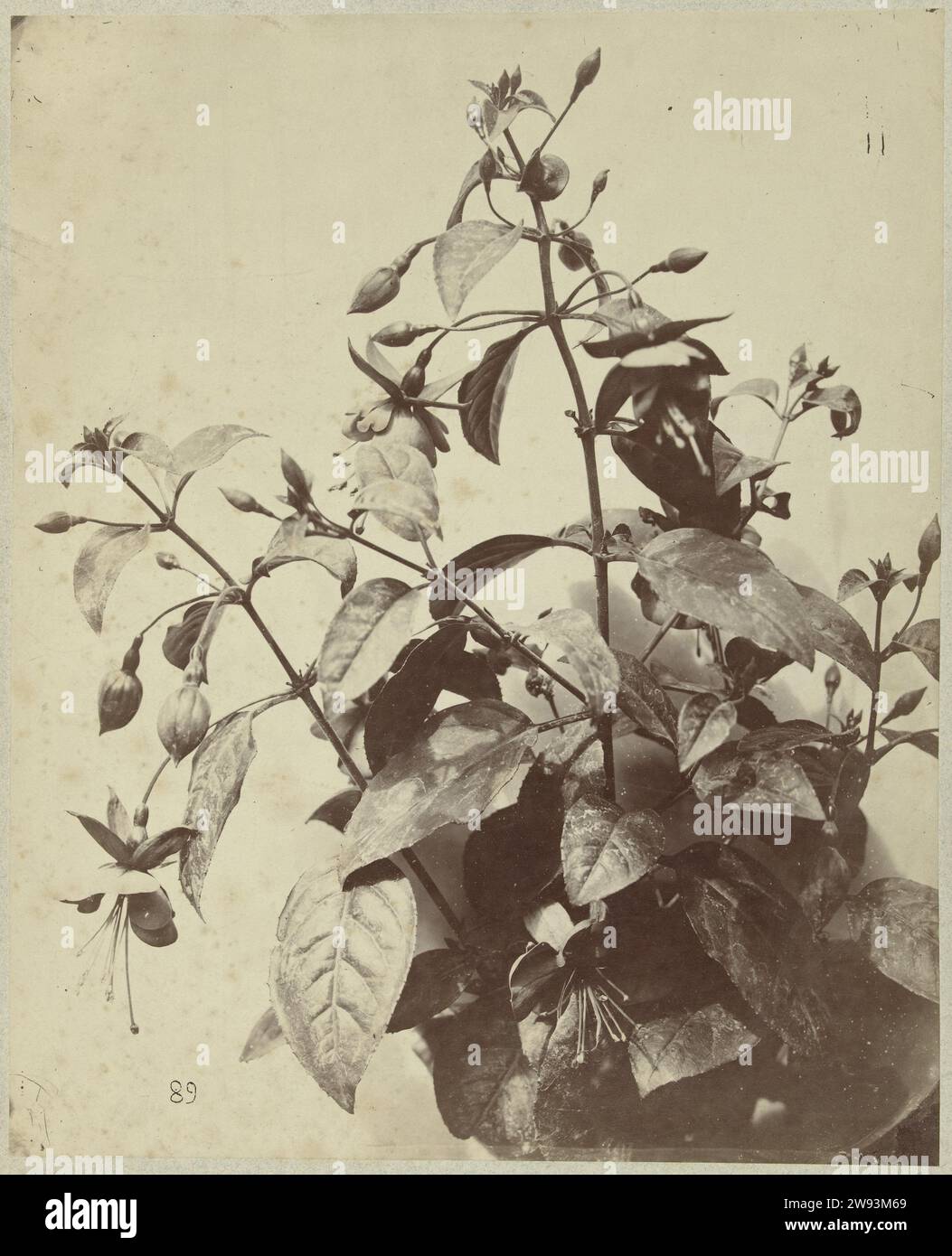Flower still life with fuchsia, 1864 - 1872 photograph Paris paper ...