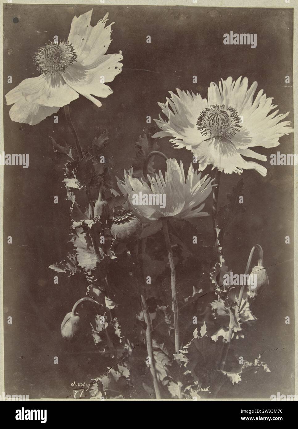 Flower still life with Papavers, 1864 - 1872 photograph Paris paper ...