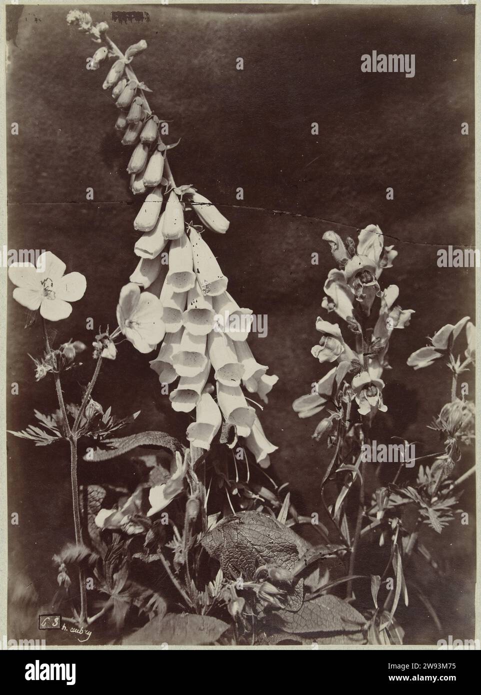 Flower still life with foxglove, 1864 - 1872 photograph Paris paper ...