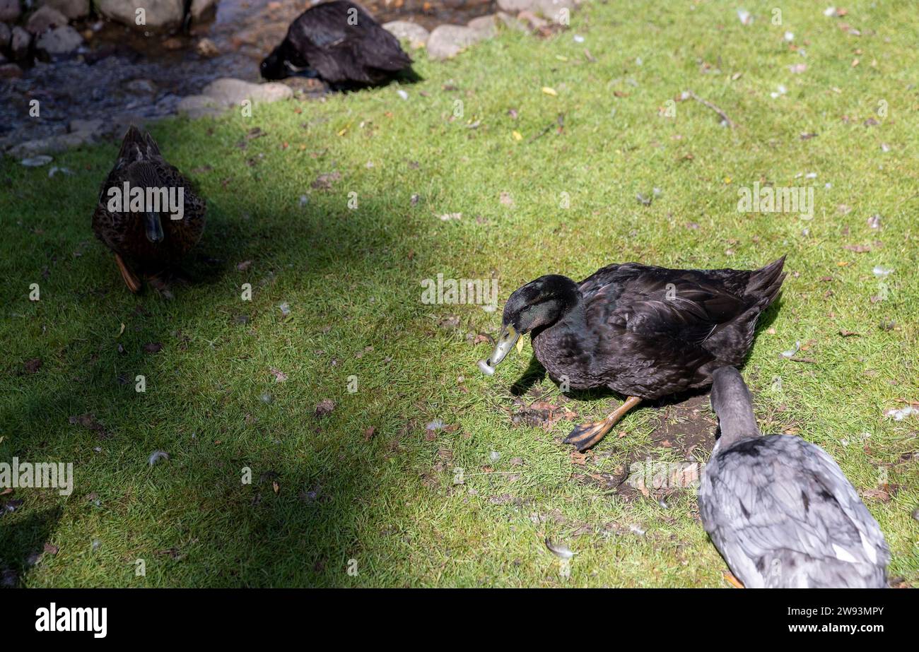 different types of birds living on the farm, an open zoo with different ...