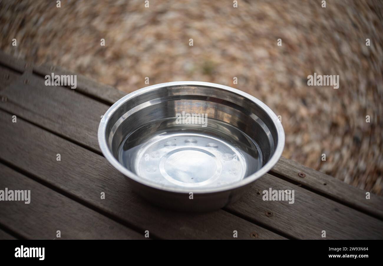 dog plate food Stock Photo - Alamy