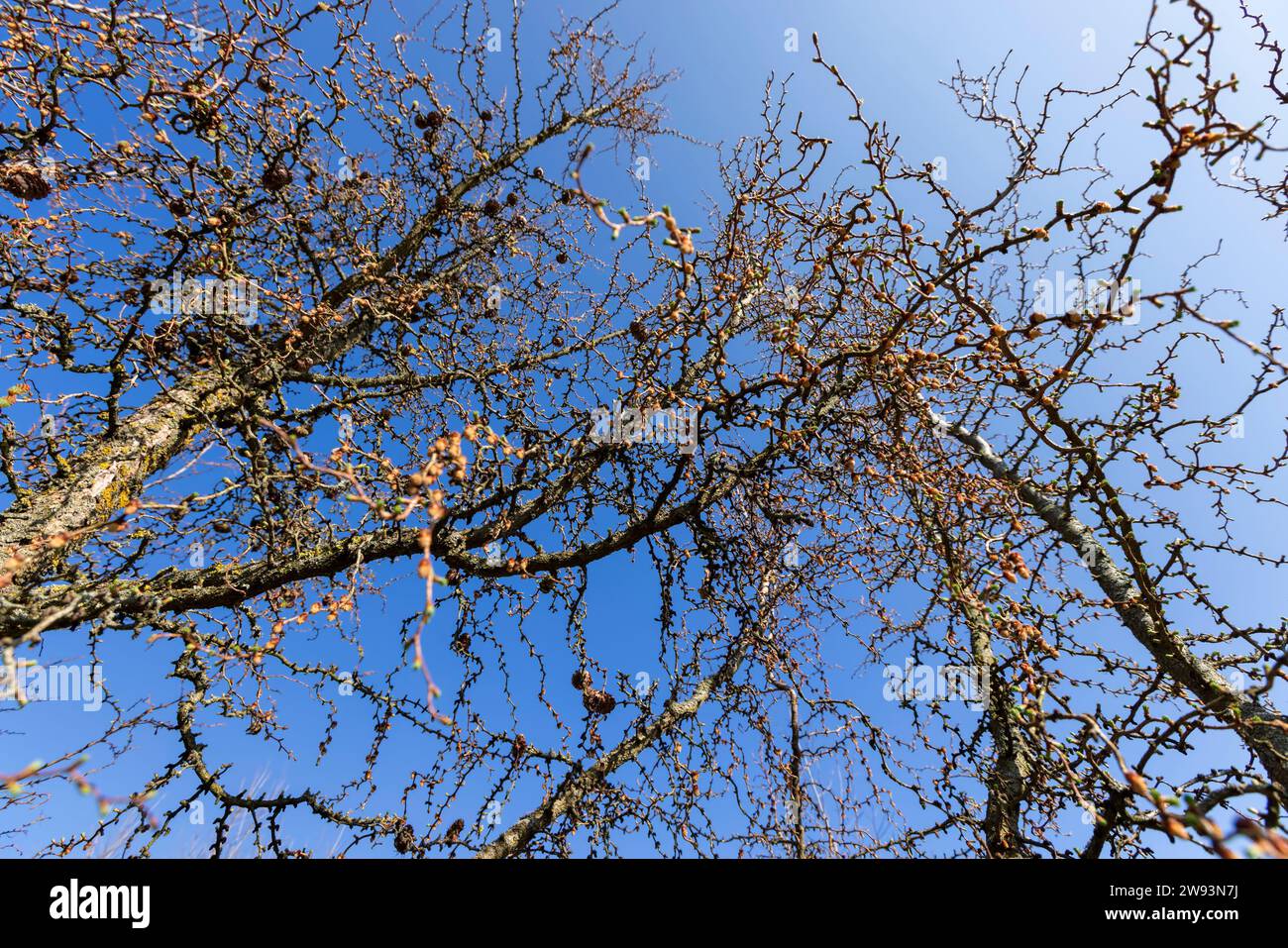 European larch during the appearance of the first needles in spring ...