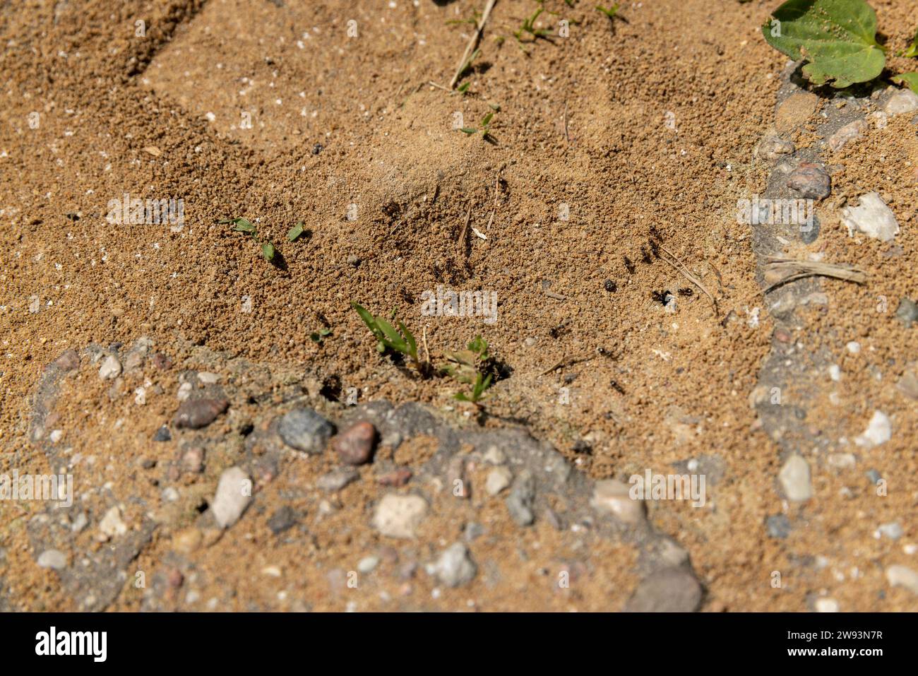 little black ants running at the entrance to the anthill, ants running ...