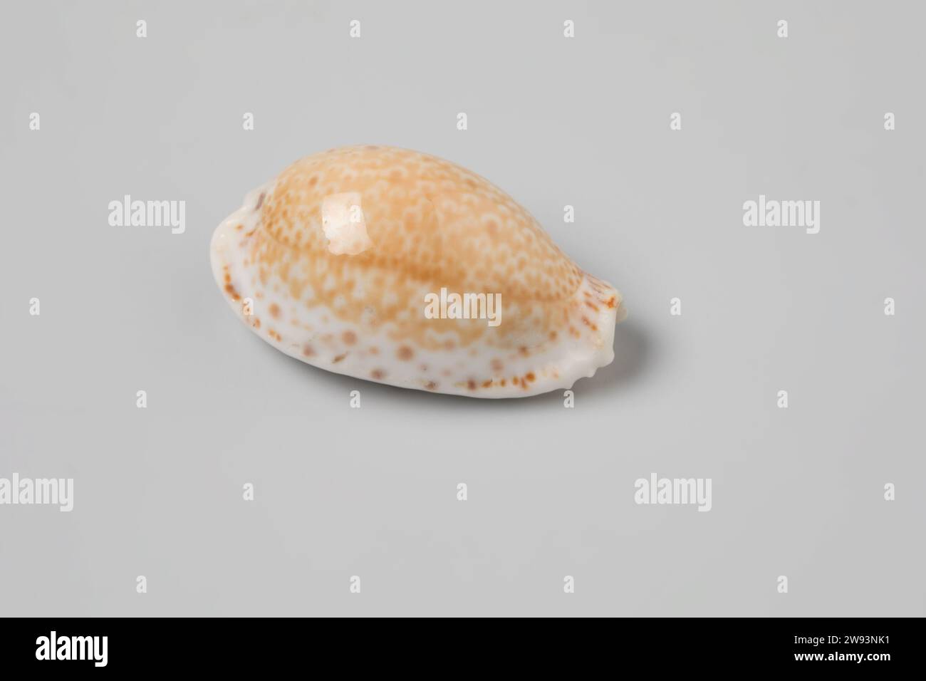 Erosaria spurca shell from the wreck of the Dutch East India ship Witte ...