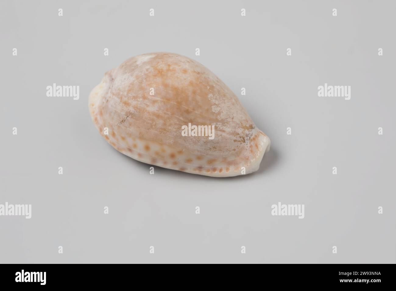 Erosaria spurca shell from the wreck of the Dutch East India ship Witte ...