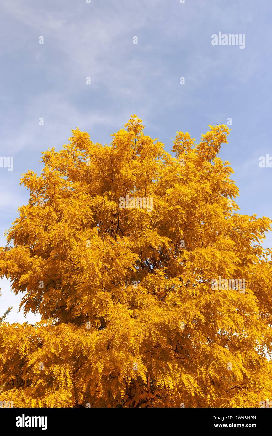 beautiful foliage of the acacia tree is white with yellow foliage ...