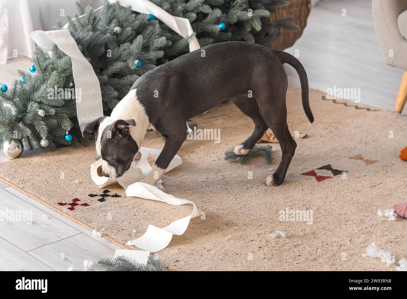 Naughty Staffordshire Terrier chewing toilet paper at home on Christmas ...