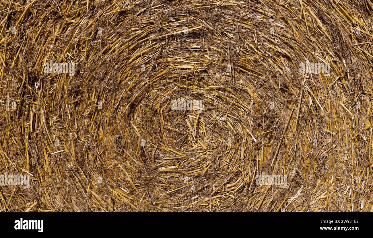 stubble that remains after the harvest of cereals, wheat golden and ...